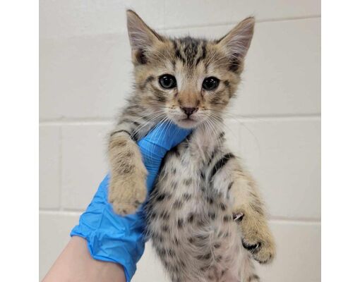 Reno, NV - Domestic Shorthair. Meet Set List a Pet for Adoption ...