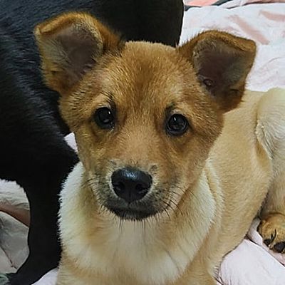 Los Angeles, CA - Jindo/Spitz (Unknown Type, Medium). Meet Danny a Pet ...