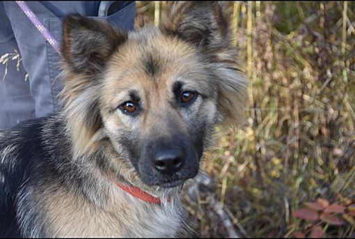 Smithers, BC - German Shepherd Dog/Border Collie. Meet Sweetie a Pet ...
