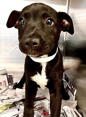 Birmingham, AL - Pit Bull Terrier. Meet Oscar a Pet for Adoption ...