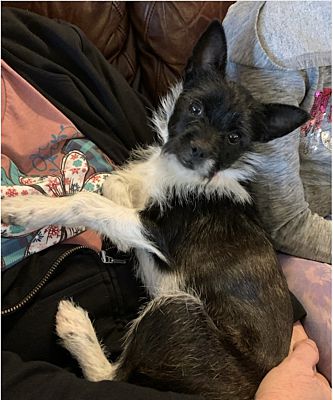 Johnston, RI - Boston Terrier/Yorkie, Yorkshire Terrier. Meet Lawley a ...