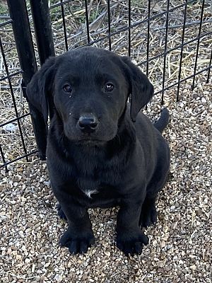Bolivar, MO - Doberman Pinscher/Labrador Retriever. Meet Osbourne a Pet ...