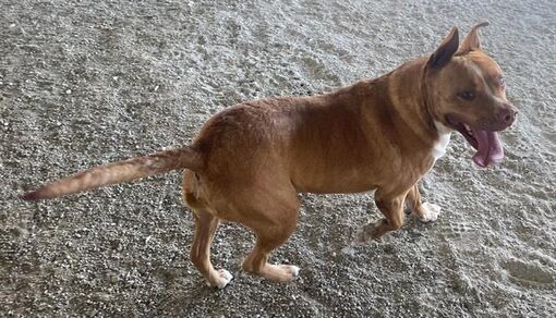 Hanford, CA - Bull Terrier. Meet *CYRUS a Pet for Adoption - AdoptaPet.com