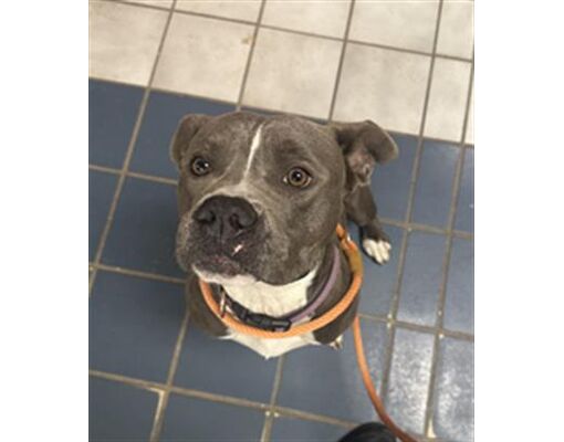 Indianapolis, IN - American Pit Bull Terrier. Meet JOSINA a Pet for ...