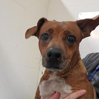 Sheridan, WY - Rat Terrier/Boxer. Meet Rose a Pet for Adoption ...