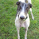 Greyhound Puppies - Greyhound Rescue and Adoption Near You