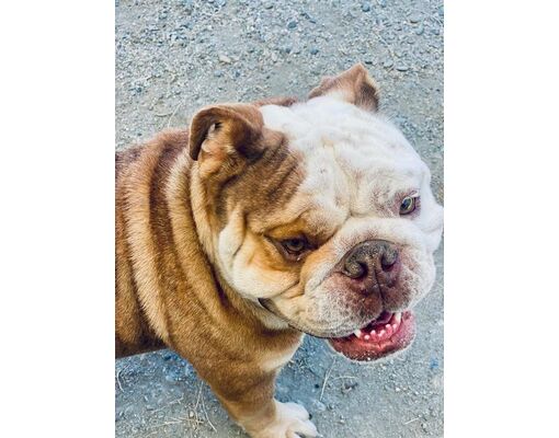 Santa Cruz, CA - English Bulldog. Meet TUGBOAT* a Pet for Adoption ...