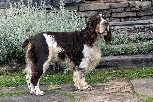 Charlotte, NC - English Springer Spaniel. Meet CHANCE a Pet for ...