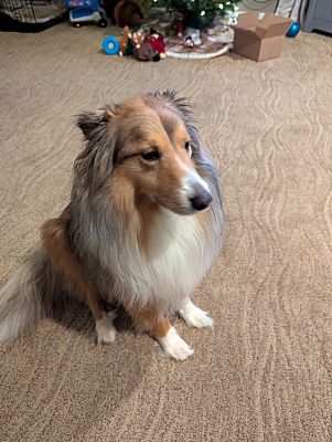 Dayton, OH - Sheltie, Shetland Sheepdog. Meet Charlie a Pet for ...