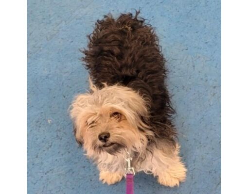Phoenix, AZ - Yorkie, Yorkshire Terrier/Cockapoo. Meet Bizou a Pet for ...
