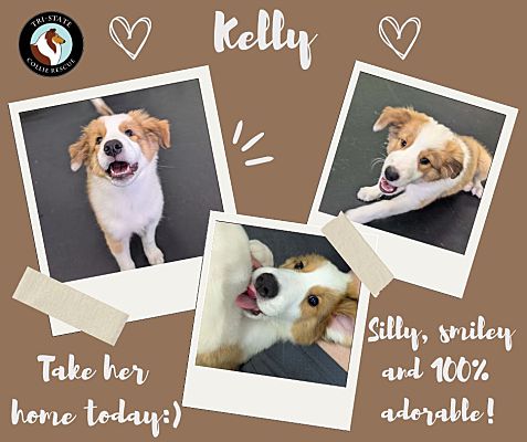 Powell, OH - Collie. Meet Kelly a Pet for Adoption - AdoptaPet.com