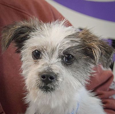 Huntley, IL - Wirehaired Fox Terrier/Yorkie, Yorkshire Terrier. Meet ...