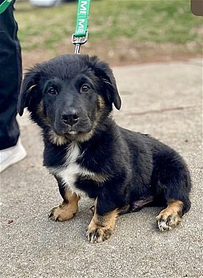 Omaha, NE - Border Collie/Scottie, Scottish Terrier. Meet Ace a Pet for ...