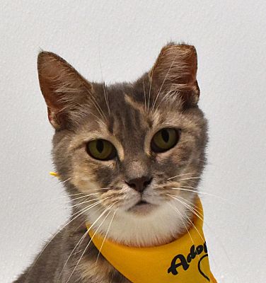 Springfield, OH - Domestic Shorthair. Meet Sunshine a Pet for Adoption ...