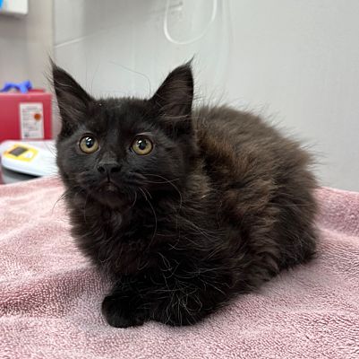 Cincinnati, OH - Domestic Mediumhair. Meet Swiss Chard a Pet for ...