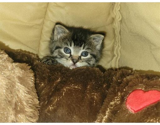 Denver, CO - Domestic Mediumhair. Meet JILLY a Pet for Adoption ...