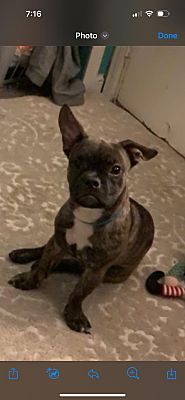Ypsilanti, MI - French Bulldog/Miniature Pinscher. Meet Mac a Pet for ...