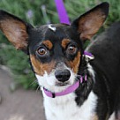 Corgi Puppies - Corgi Rescue and Adoption Near You