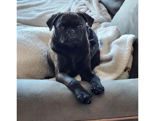 Buffalo, MN - Pug. Meet Biggie a Pet for Adoption - AdoptaPet.com