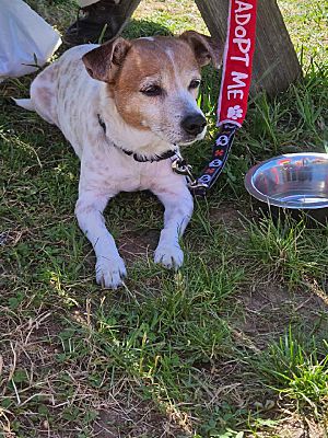 Harrison, NY - Jack Russell Terrier. Meet Dante-Courtesy Listing a Pet ...