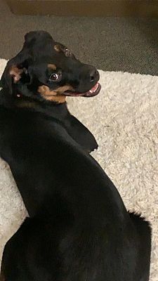 Cleveland, OH - Rottweiler/Mutt. Meet Harmony a Pet for Adoption ...