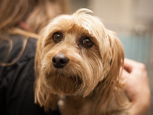 Dallas, TX - Yorkie, Yorkshire Terrier. Meet Harley a Pet for Adoption ...