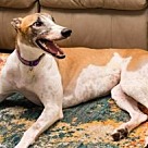 Greyhound Puppies - Greyhound Rescue and Adoption Near You