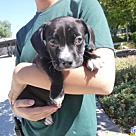 Cocker Spaniel Puppies - Rescue and Adoption Near You