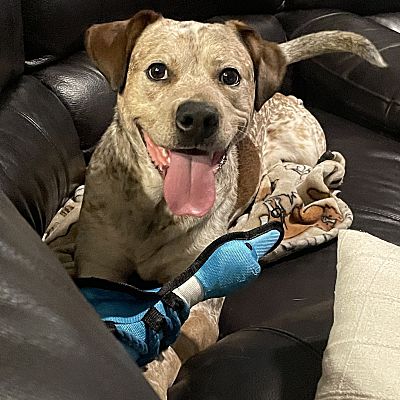 Jacksonville, FL - Pointer/Australian Cattle Dog. Meet Gideon a Pet for ...