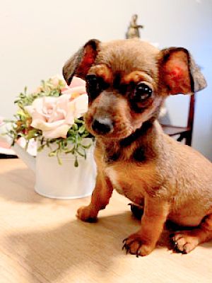 Houston, TX - Chiweenie. Meet Mini Mouse a Pet for Adoption - AdoptaPet.com