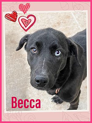 Bowie, TX - Labrador Retriever. Meet Becca a Pet for Adoption ...