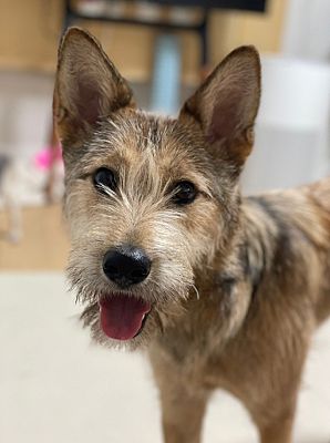 Atlanta, GA - German Shepherd Dog/Shiba Inu. Meet Podo a Pet for ...