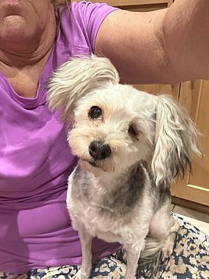Dallas, TX - Poodle (Miniature)/Yorkie, Yorkshire Terrier. Meet Willow ...