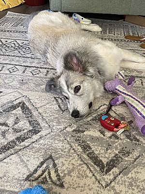 Simi Valley, CA - Great Pyrenees/Anatolian Shepherd. Meet Murphy a Pet ...