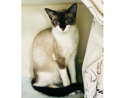 Savannah, GA - Siamese/Domestic Mediumhair. Meet Misha a Pet for ...