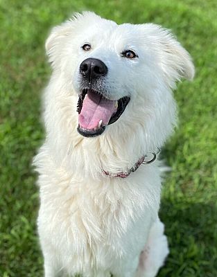Brockville, ON - Maremma Sheepdog. Meet Miakoda a Pet for Adoption ...