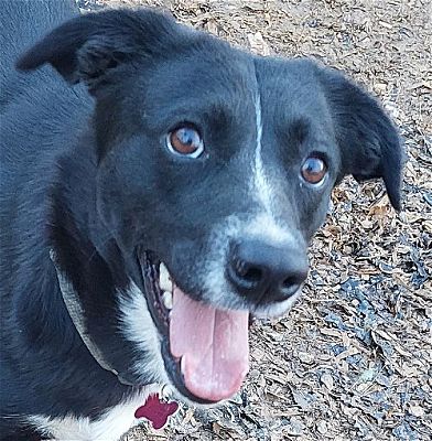 Boston, MA - Border Collie. Meet Callisto a Pet for Adoption ...