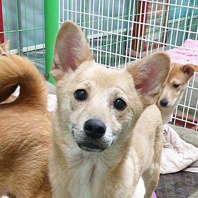 Los Angeles, CA - Jindo/Spitz (Unknown Type, Medium). Meet Fiona a Pet ...