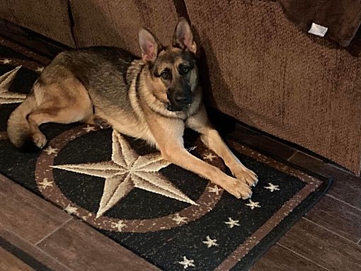 Dallas, TX - German Shepherd Dog. Meet Millie a Pet for Adoption ...