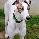 Greyhound Puppies - Greyhound Rescue and Adoption Near You