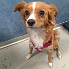 Papillon Puppies - Papillon Rescue and Adoption Near You