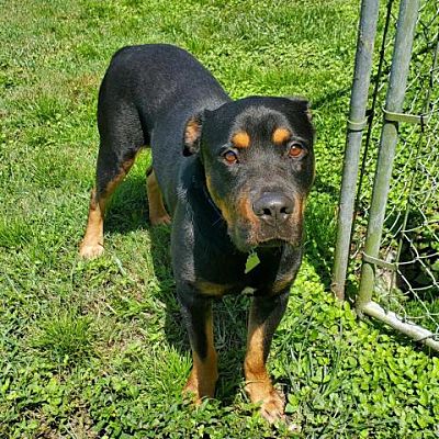 Lakeland, FL - Rottweiler/Mixed Breed (Large). Meet Daffy a Pet for ...