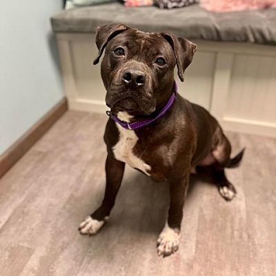 Cumberland, RI - Pit Bull Terrier. Meet Lady a Pet for Adoption ...