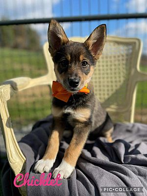 Washington, PA - German Shepherd Dog/Norwegian Elkhound. Meet Chicklet ...