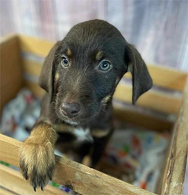 Portland, OR - German Wirehaired Pointer/Poodle (Standard). Meet ...