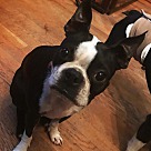 Boston Terrier Puppies - Boston Terrier Rescue and Adoption