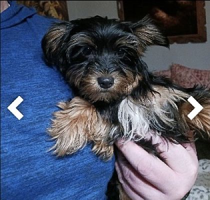 Vernon, CT - Yorkie, Yorkshire Terrier. Meet Flash a Pet for Adoption ...