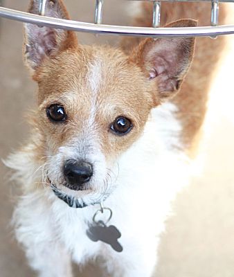 Mansfield, MA - Wirehaired Fox Terrier. Meet Calvin a Pet for Adoption ...