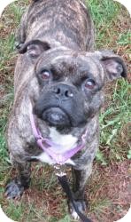 Bloomfield, CT - Pug. Meet Gelston a Pet for Adoption.