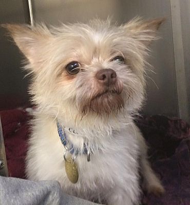 Oak Ridge, NJ - Brussels Griffon/Yorkie, Yorkshire Terrier. Meet ...